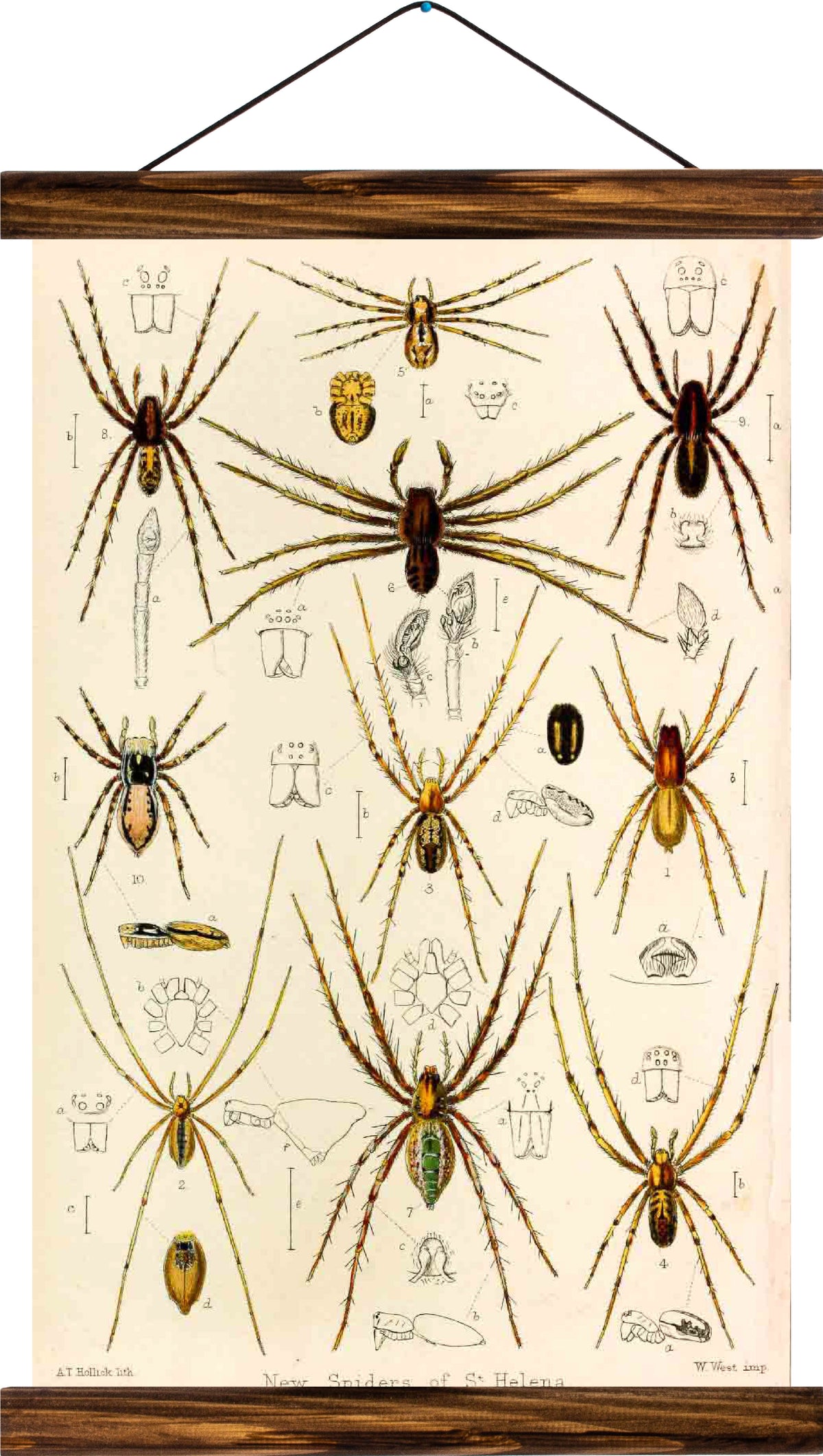 Chart114_1200x2120.jpg?v=1611063665