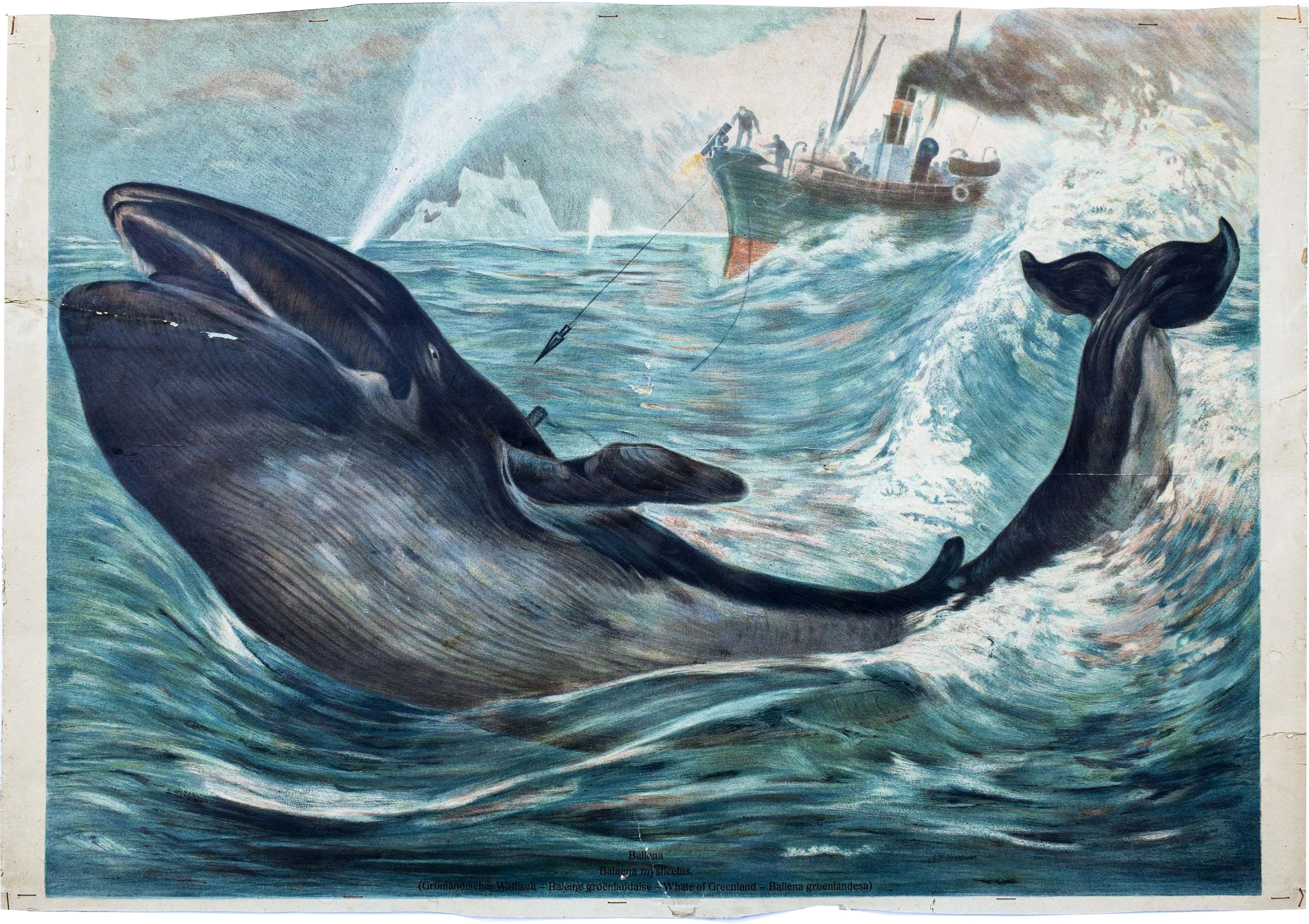Whaling, Vintage Wall Chart, 1890
