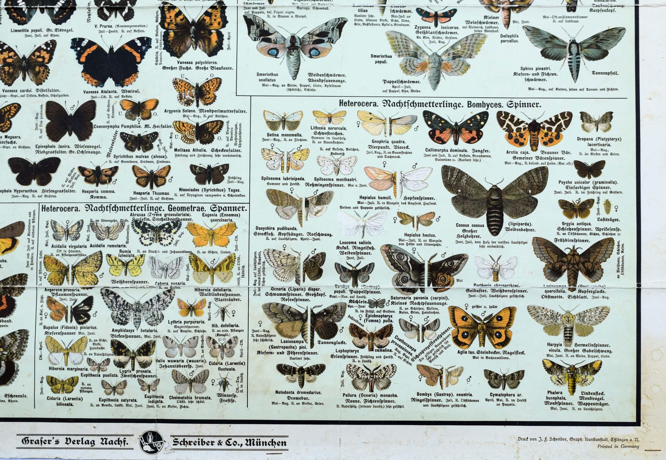 Butterflies, Vintage Wall Chart, 1950