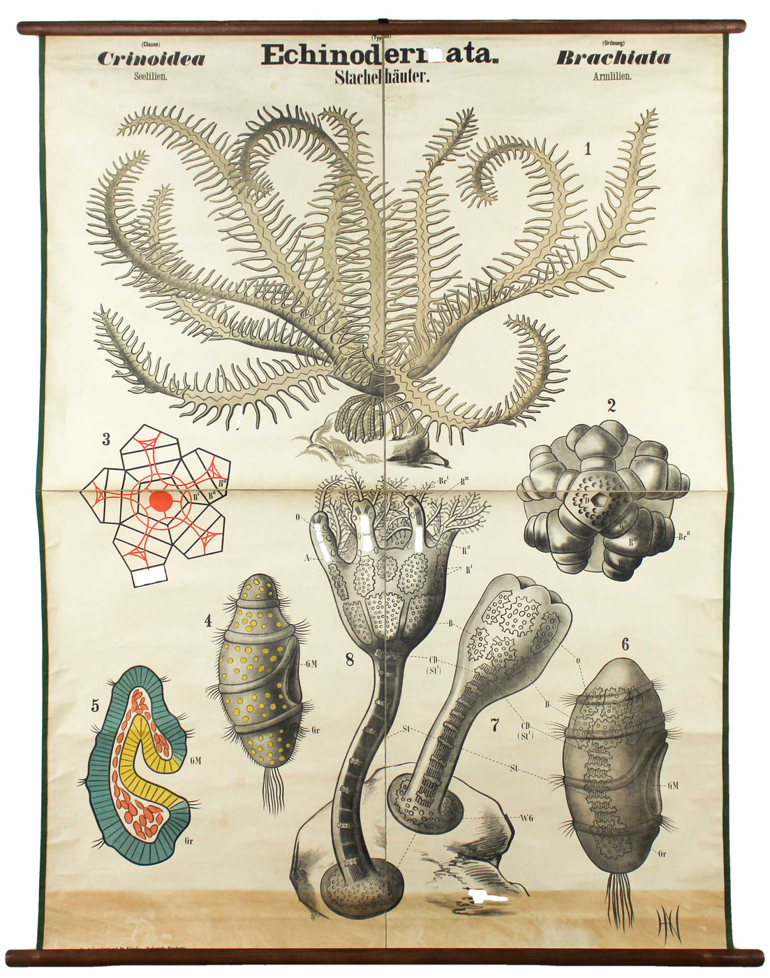 Seelilie, Echinodermata, Vintage 19th Century Wall Chart by Rudolf ...